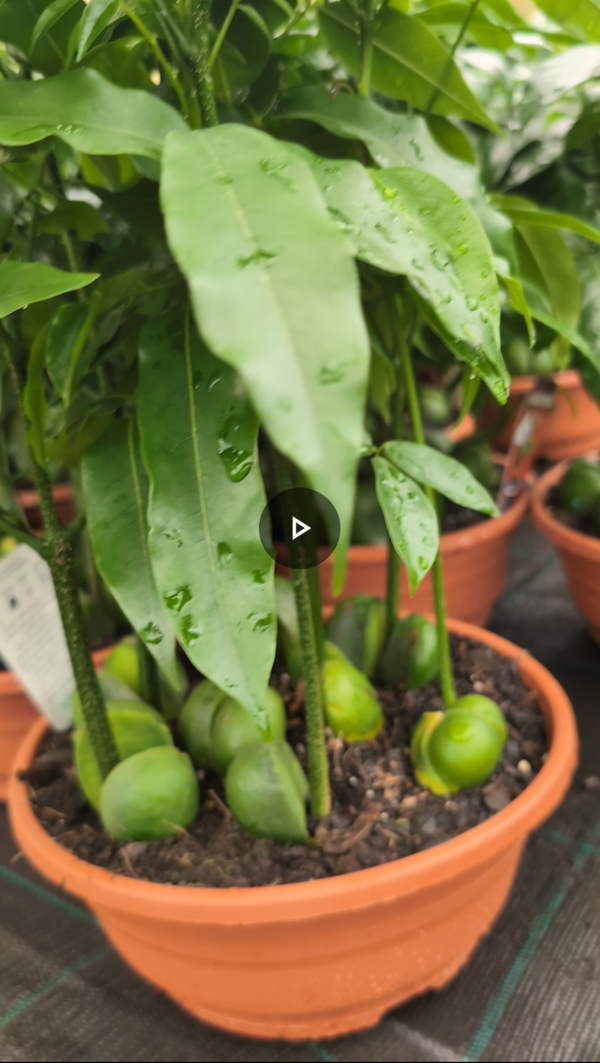 Magic bean forest Castanospermum Australe