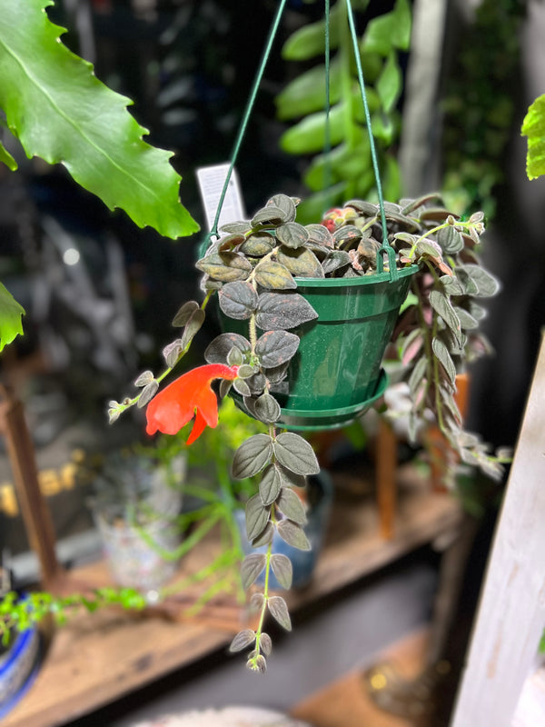 A lovely trailing plant with lush, glossy green/burgandy foliage and ...